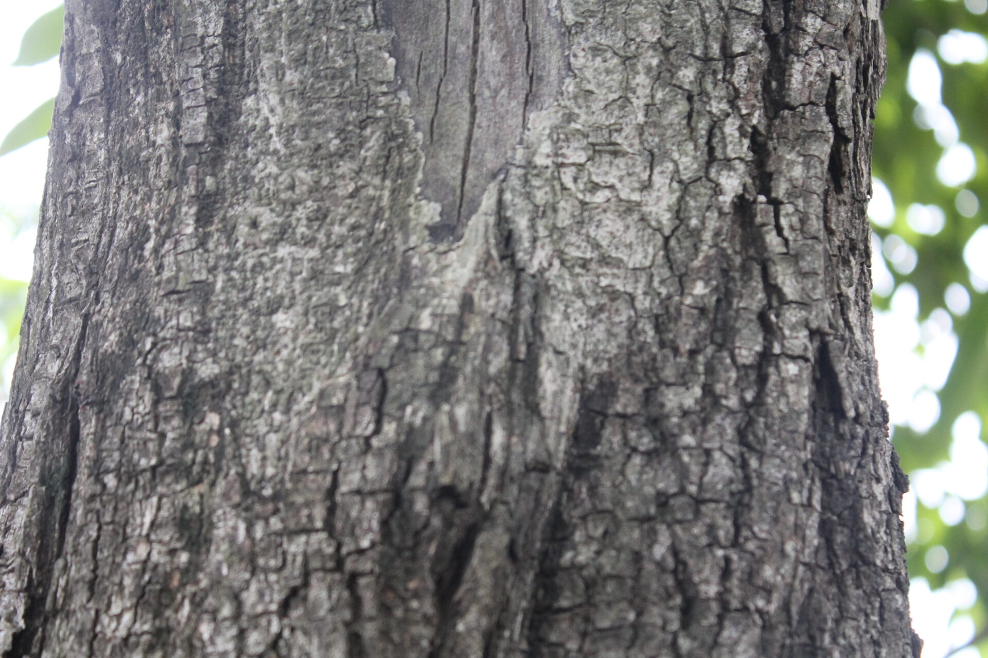 Guásimo – Catálogo de Biodiversidad de Cartagena