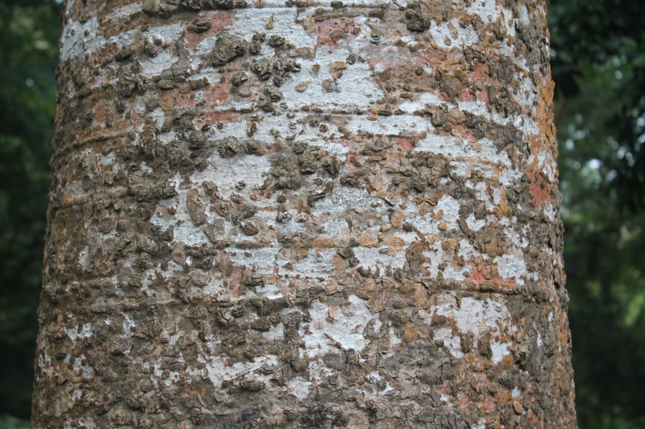 Macondo – Catálogo de Biodiversidad de Cartagena