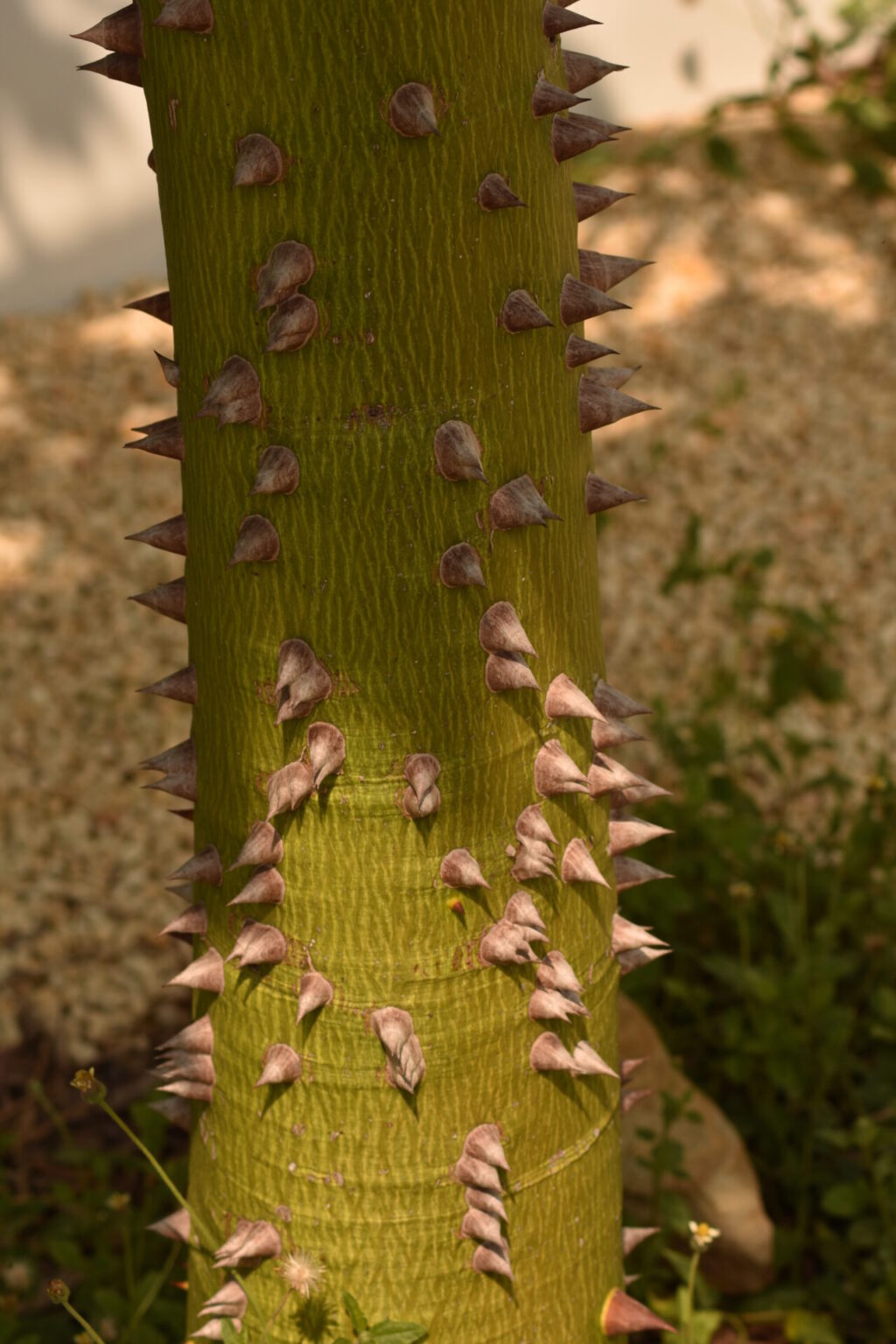 Ceiba bonga – Catálogo de Biodiversidad de Cartagena