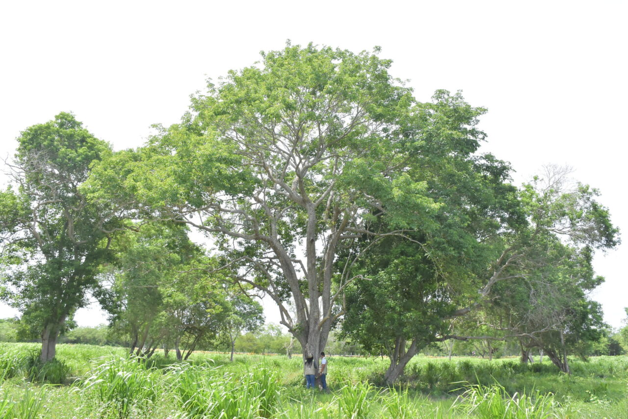 Ceiba tolua – Catálogo de Biodiversidad de Cartagena