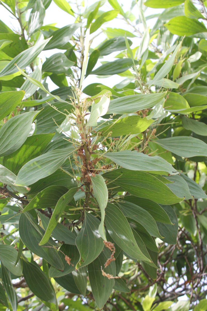 Acacia forestal – Catálogo de Biodiversidad de Cartagena