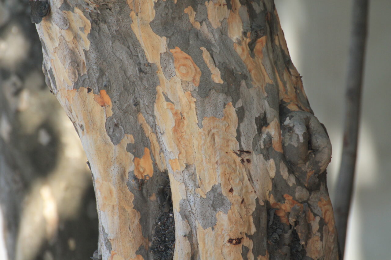 Ébano – Catálogo de Biodiversidad de Cartagena