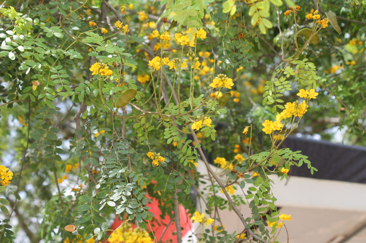Ébano – Catálogo de Biodiversidad de Cartagena