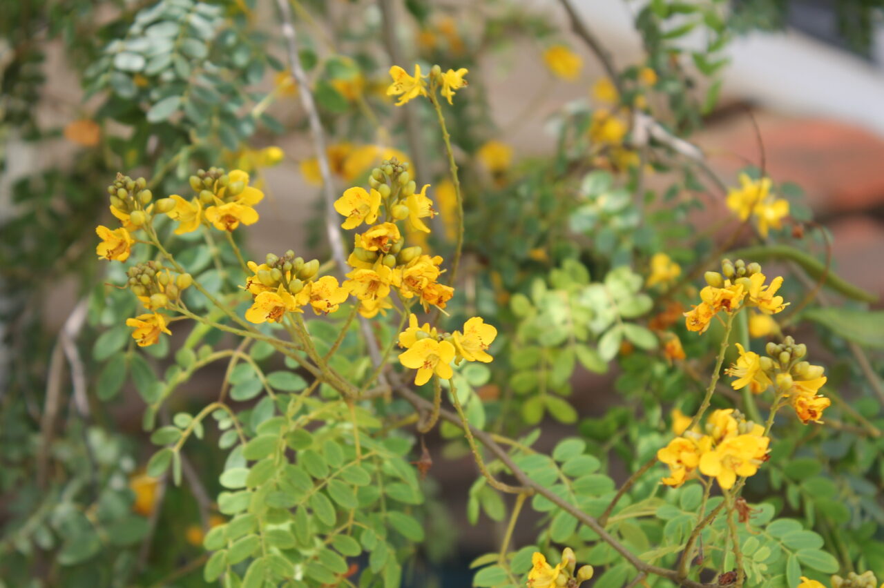 Ébano – Catálogo de Biodiversidad de Cartagena