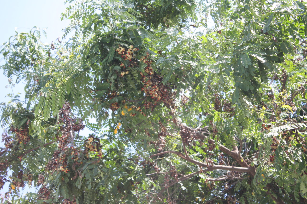 Coralive – Catálogo de Biodiversidad de Cartagena