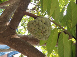 Anón – Catálogo de Biodiversidad de Cartagena
