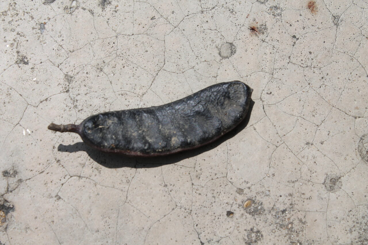 Ébano – Catálogo de Biodiversidad de Cartagena