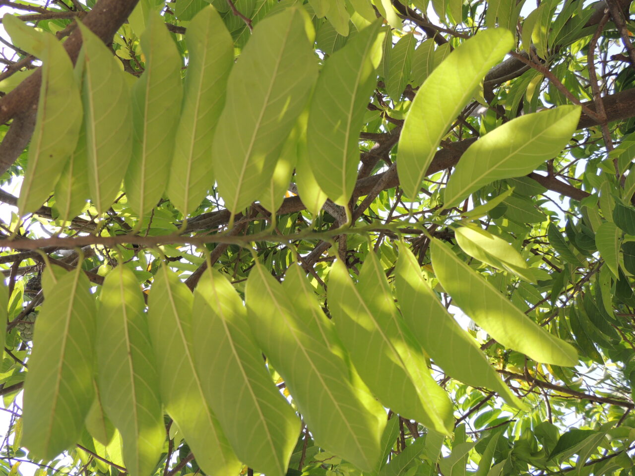 Anón – Catálogo de Biodiversidad de Cartagena