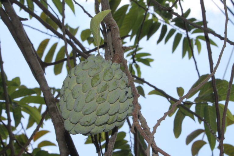 Anón – Catálogo de Biodiversidad de Cartagena