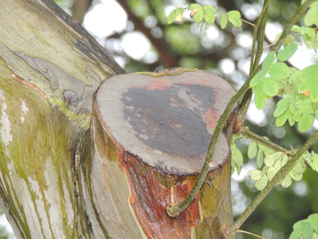 Ébano – Catálogo de Biodiversidad de Cartagena
