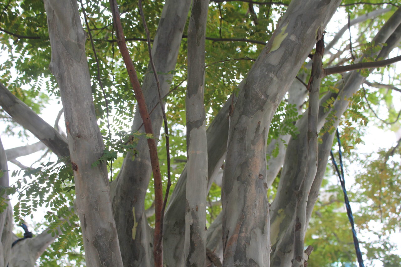 Ébano – Catálogo de Biodiversidad de Cartagena