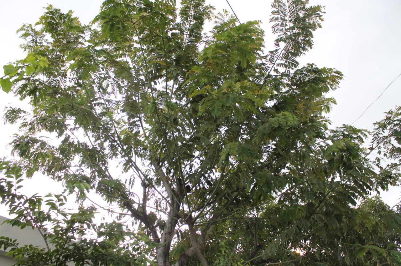 Cañandonga – Catálogo de Biodiversidad de Cartagena