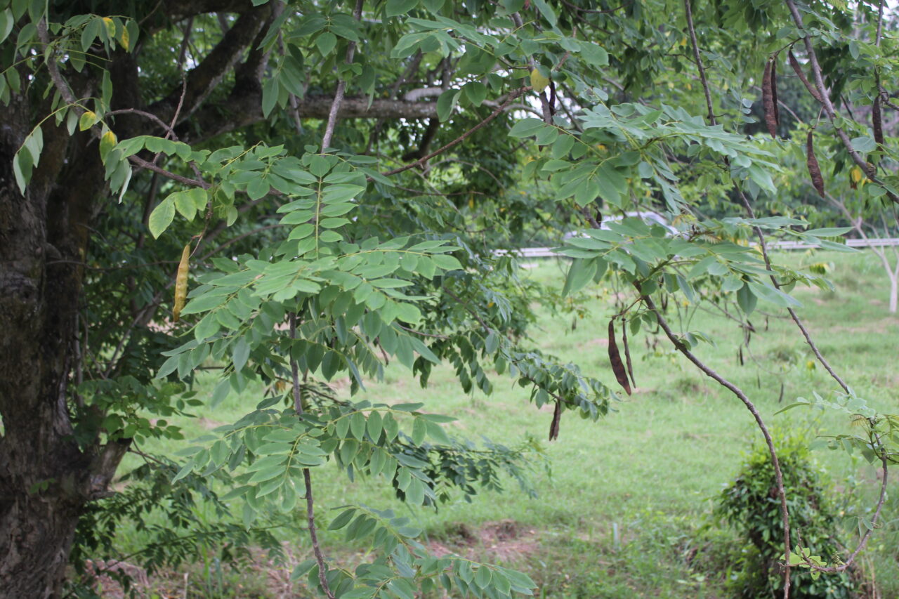 Matarratón – Catálogo de Biodiversidad de Cartagena