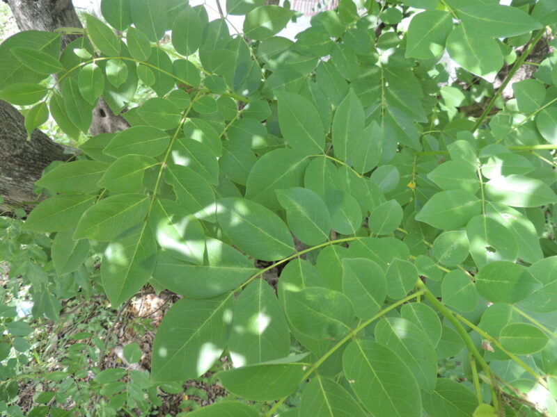 Matarratón – Catálogo de Biodiversidad de Cartagena