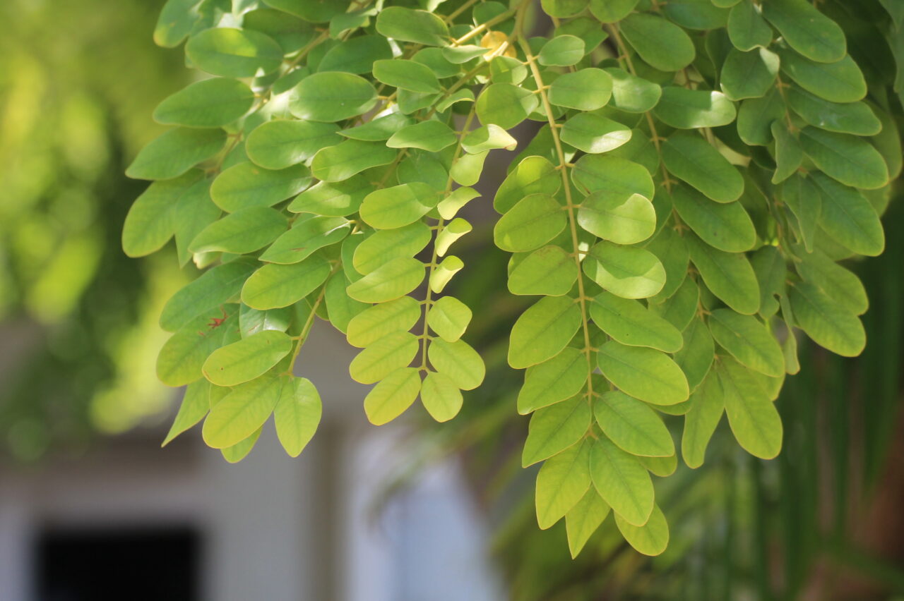 Cañandonga extranjera – Catálogo de Biodiversidad de Cartagena