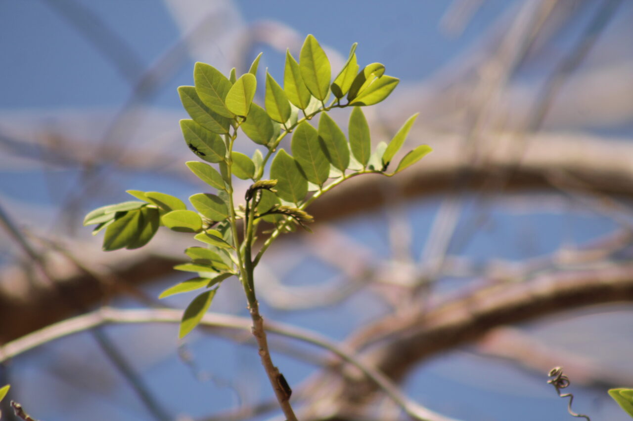 Matarratón – Catálogo de Biodiversidad de Cartagena