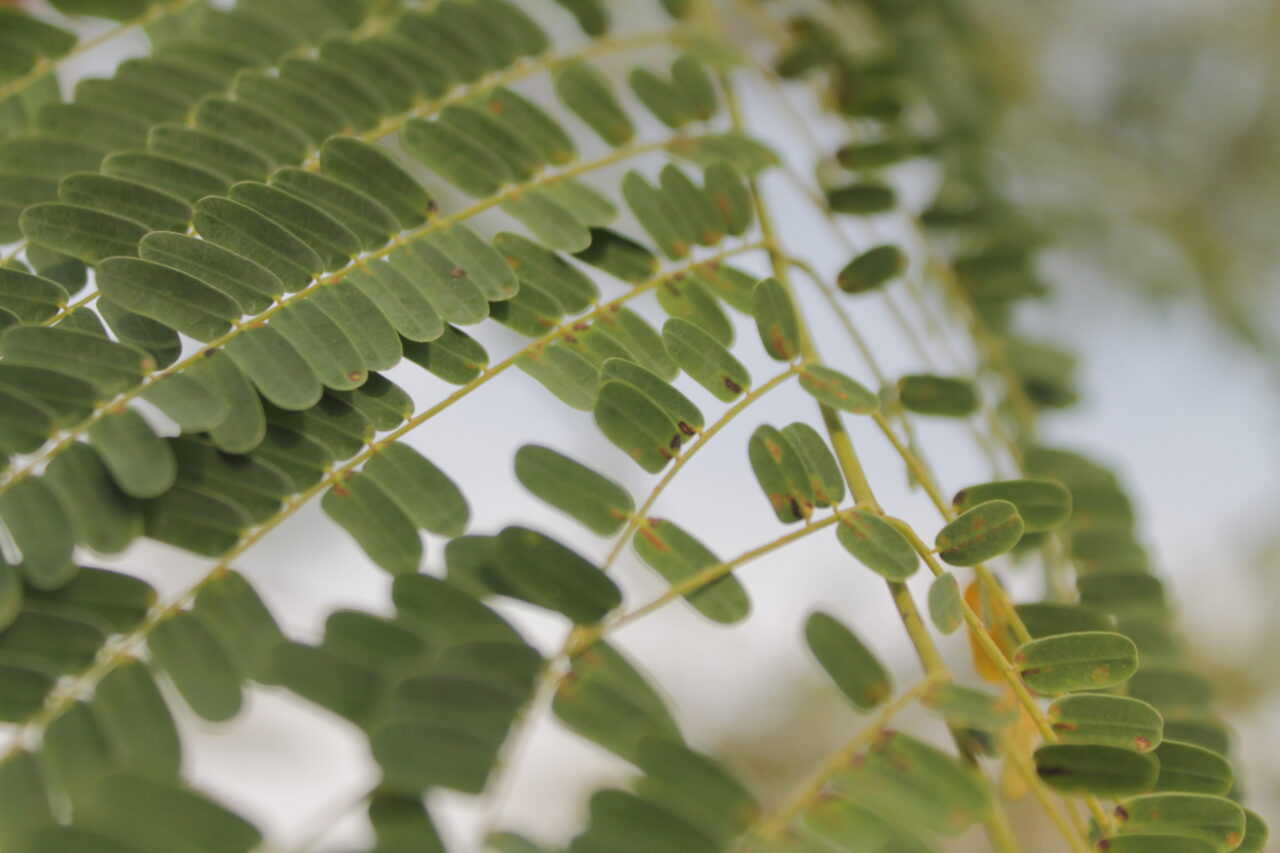Acacia Roja – Catálogo de Biodiversidad de Cartagena