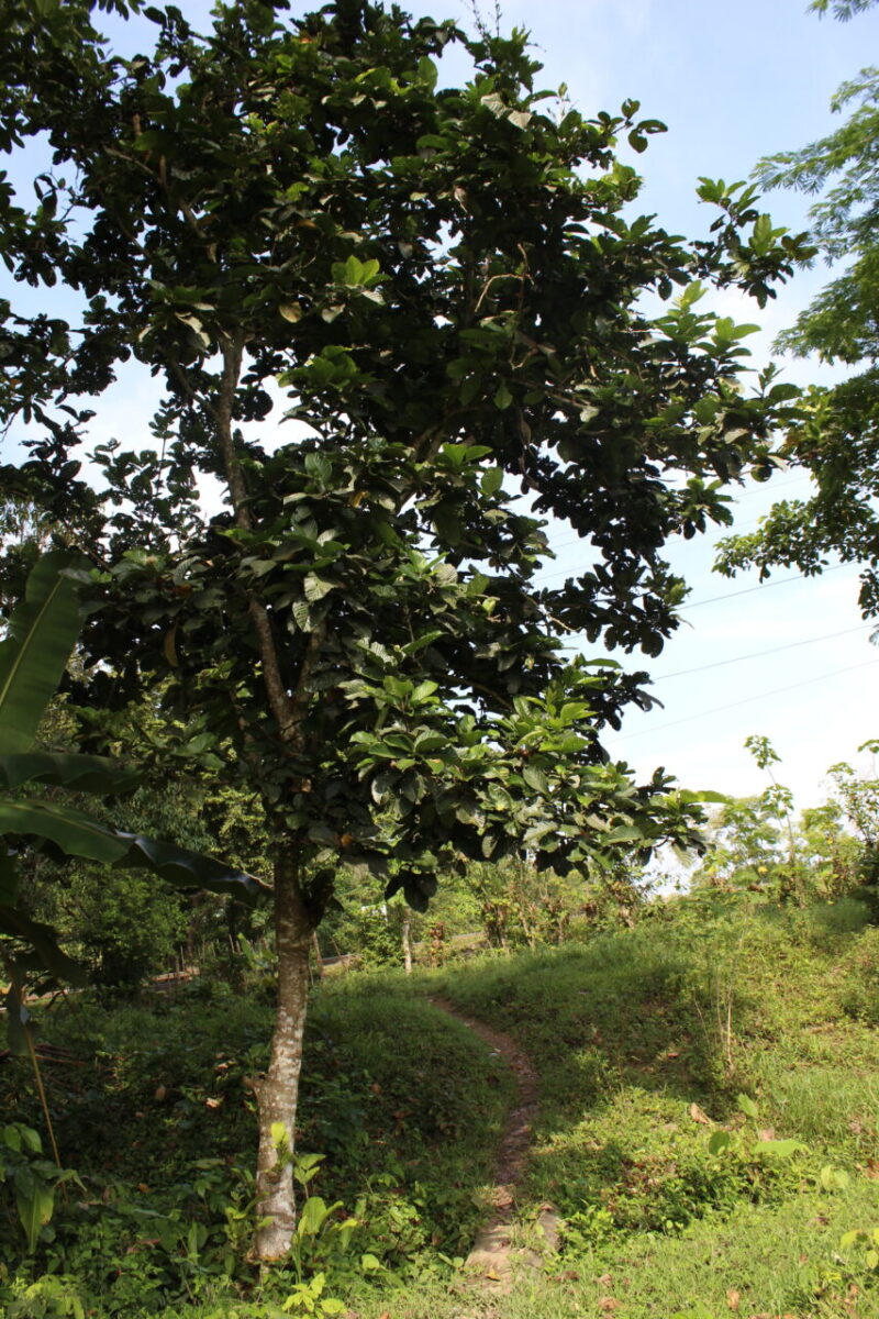 Guama – Catálogo de Biodiversidad de Cartagena