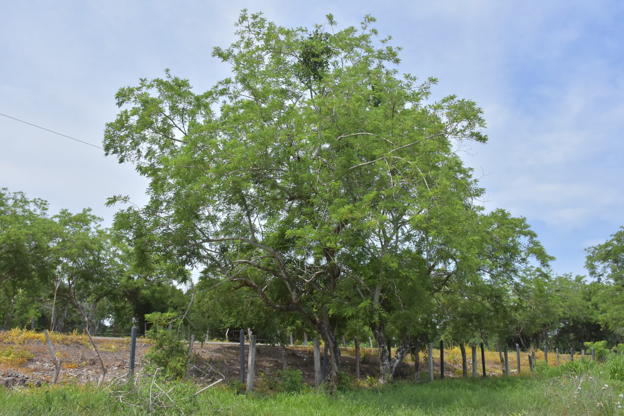 Matarratón – Catálogo de Biodiversidad de Cartagena