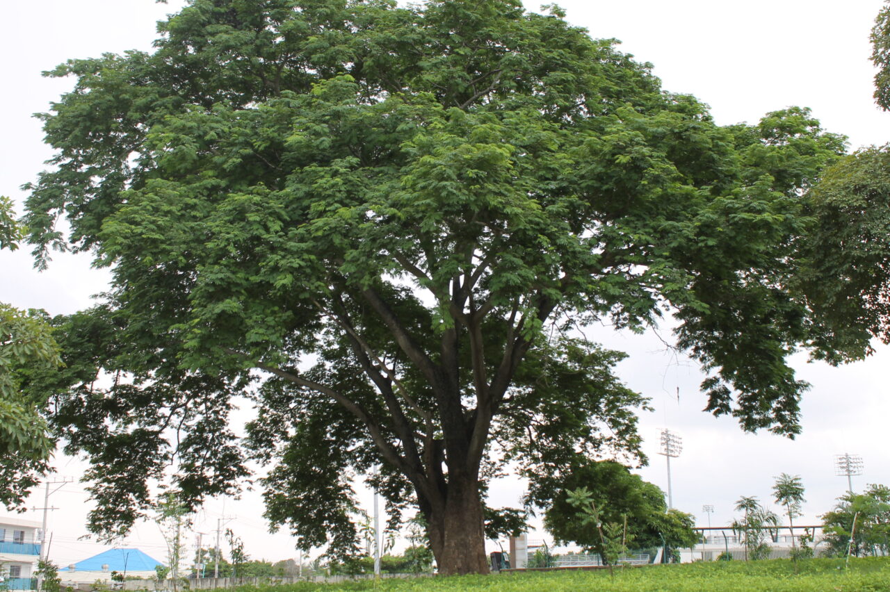 Orejero – Catálogo de Biodiversidad de Cartagena