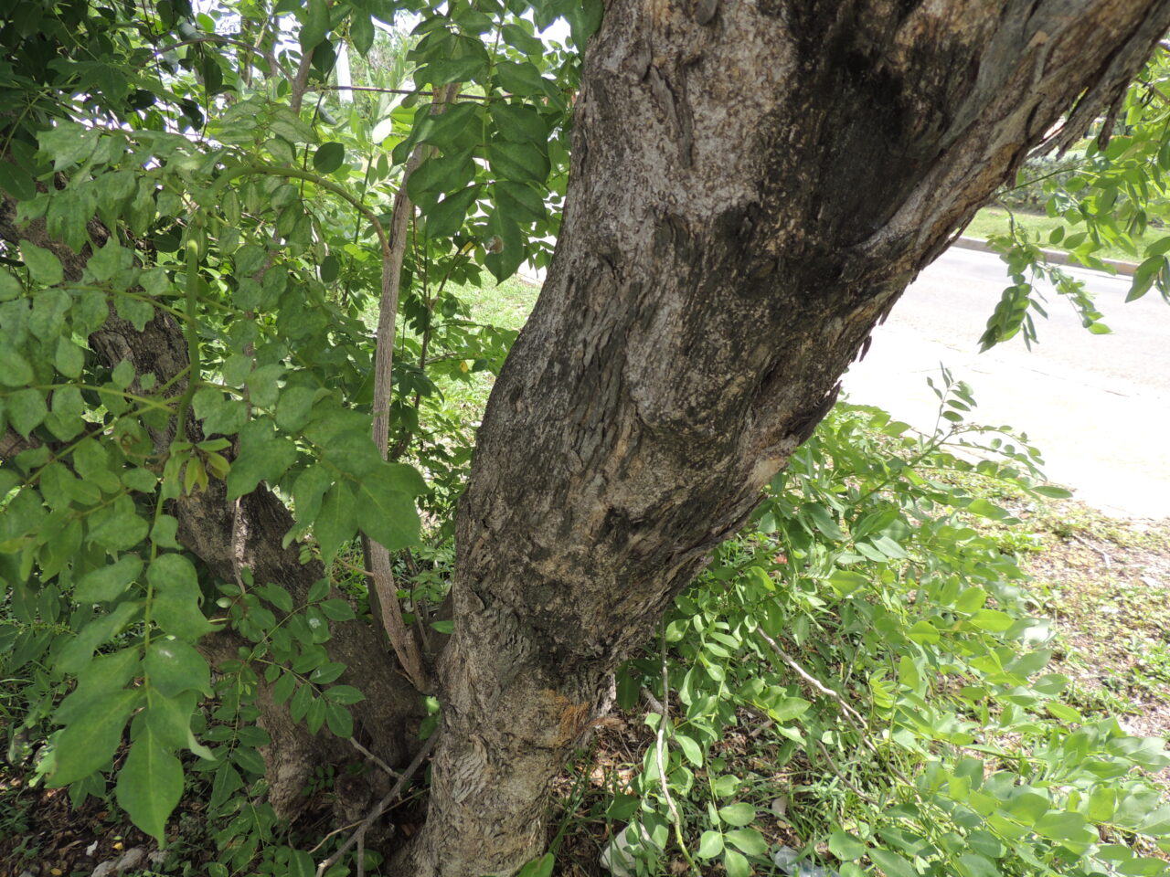 Matarratón – Catálogo de Biodiversidad de Cartagena