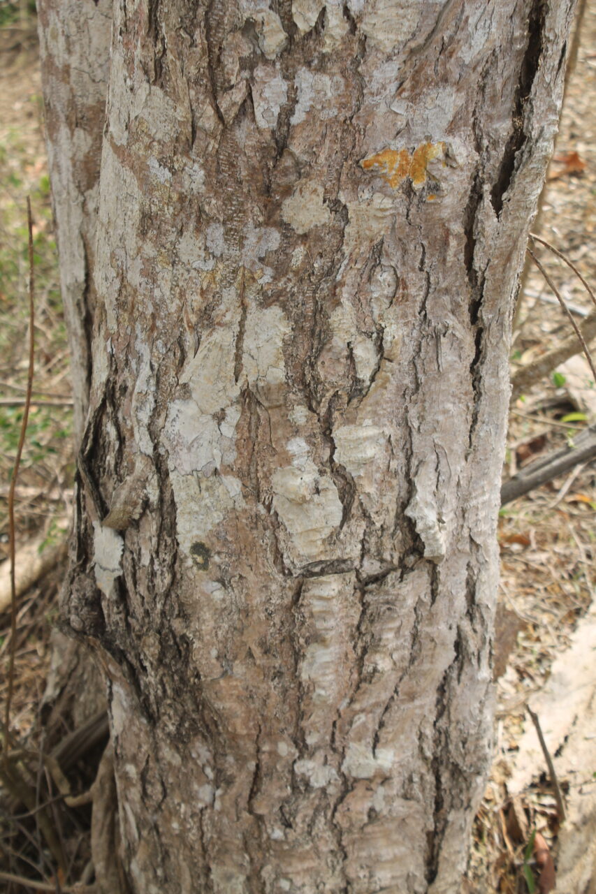 Mano de pilón – Catálogo de Biodiversidad de Cartagena