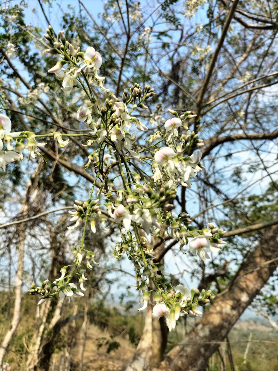 Mano de pilón – Catálogo de Biodiversidad de Cartagena