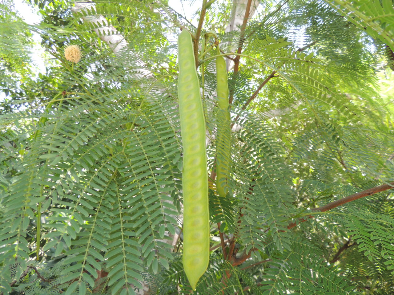 Leucaena – Catálogo de Biodiversidad de Cartagena
