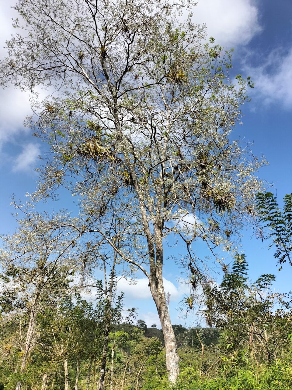 Mano de pilón – Catálogo de Biodiversidad de Cartagena