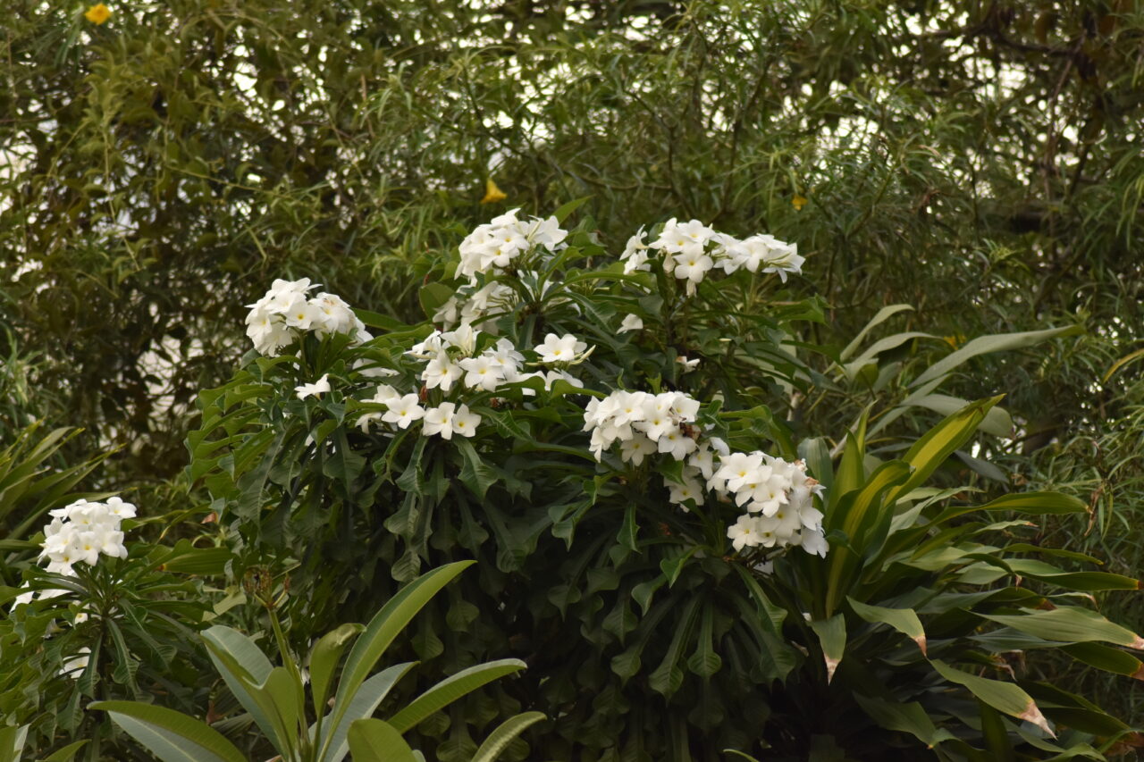 Florón – Catálogo de Biodiversidad de Cartagena