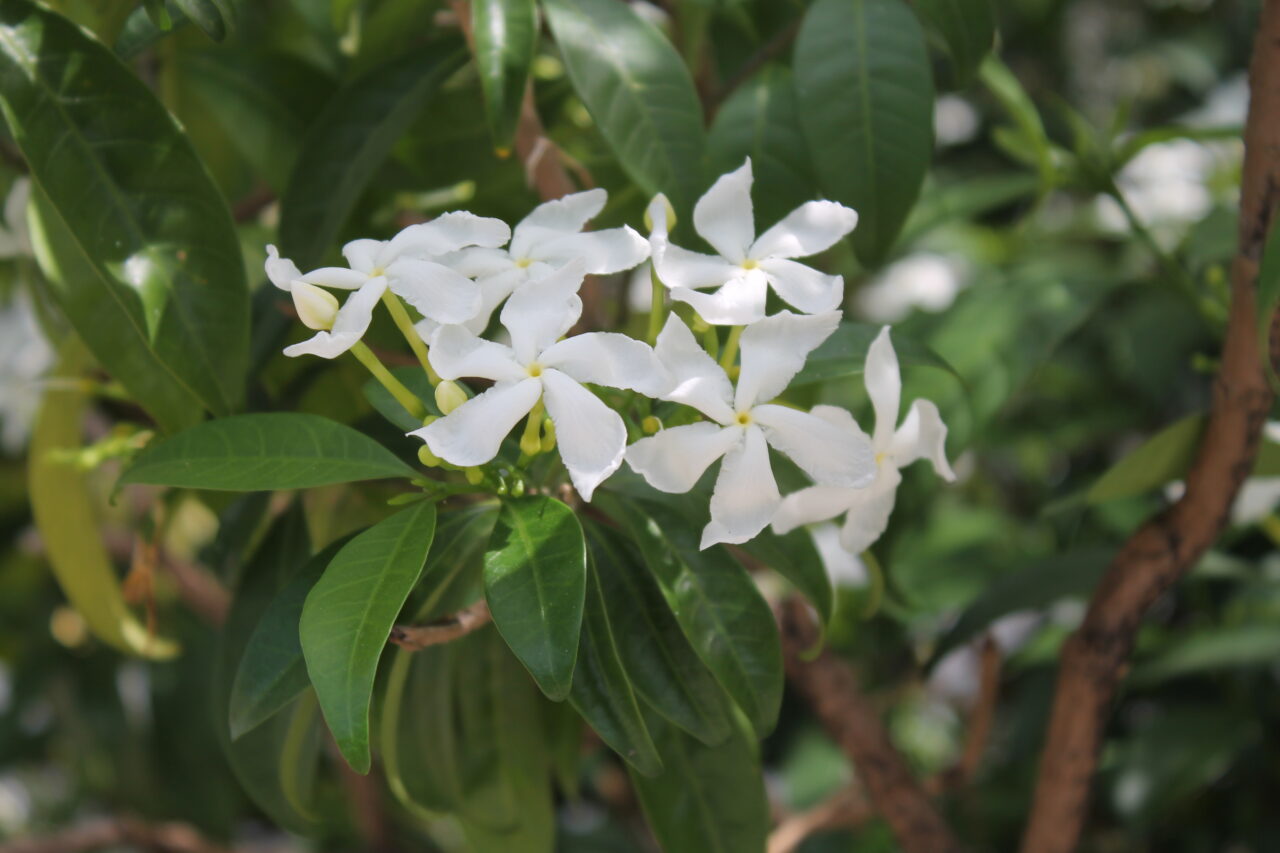 Bola de burro – Catálogo de Biodiversidad de Cartagena