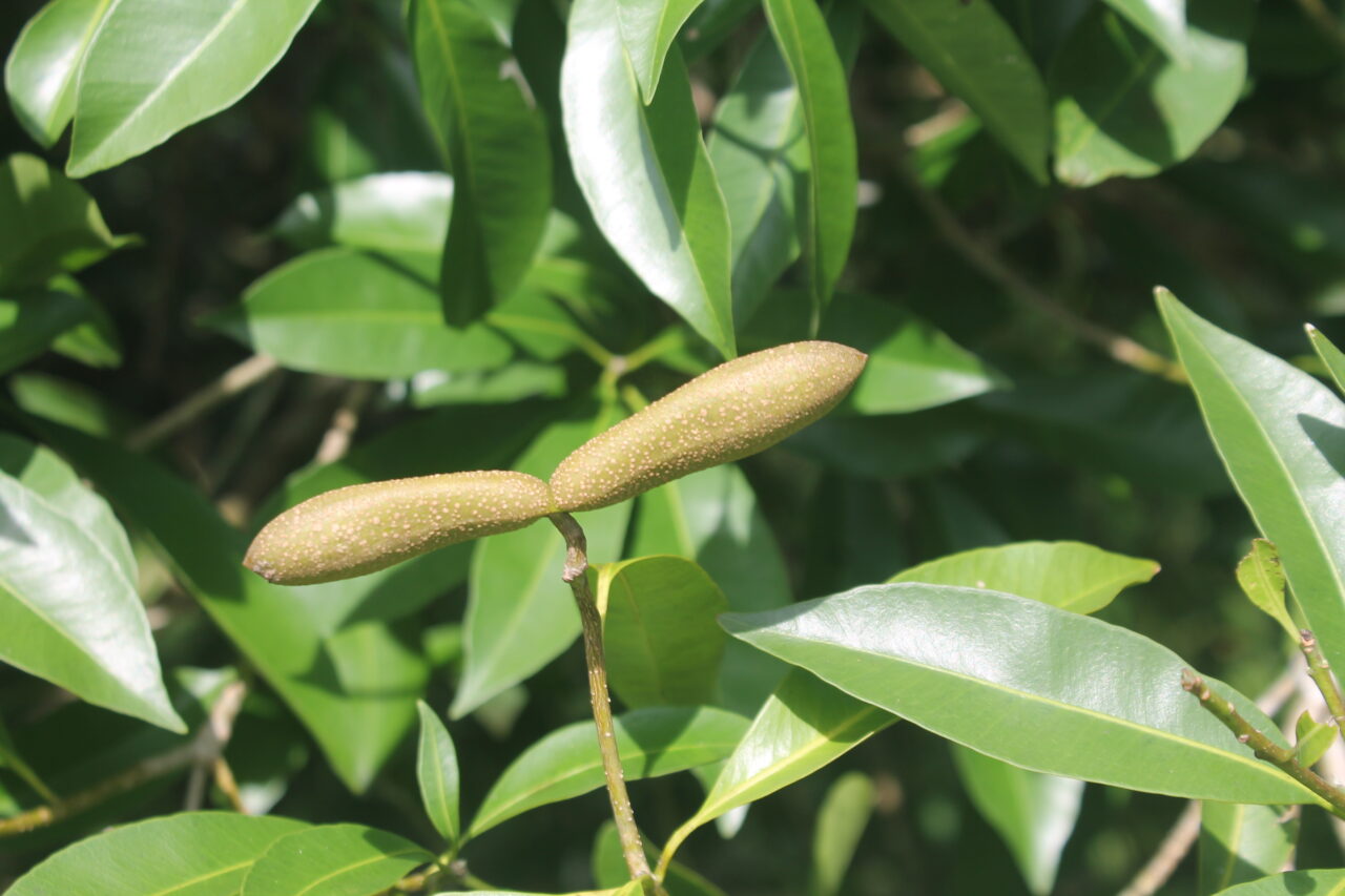 Carreto – Catálogo de Biodiversidad de Cartagena