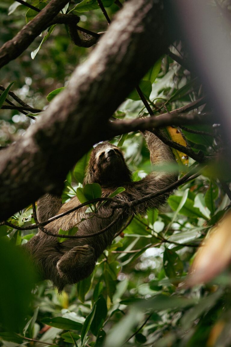Oso perezoso – Catálogo de Biodiversidad de Cartagena