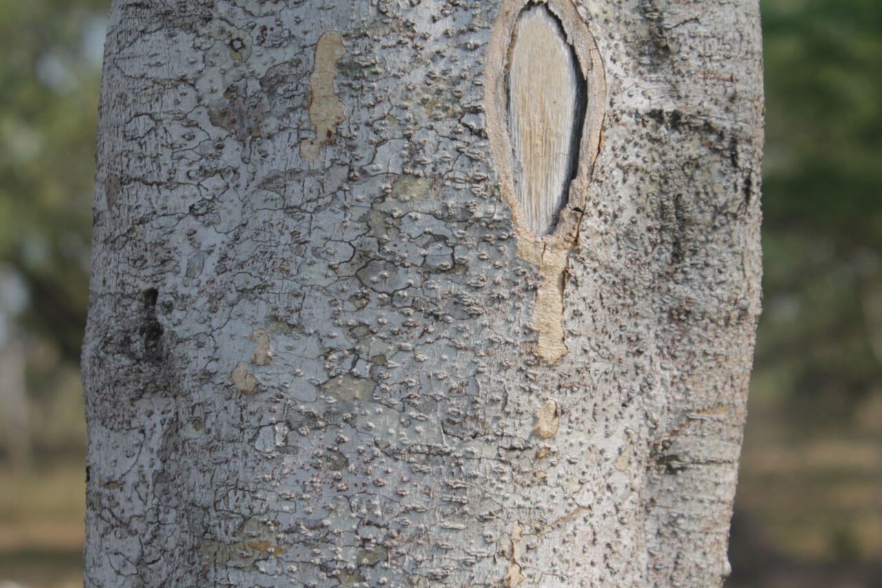 Vainillo – Catálogo de Biodiversidad de Cartagena