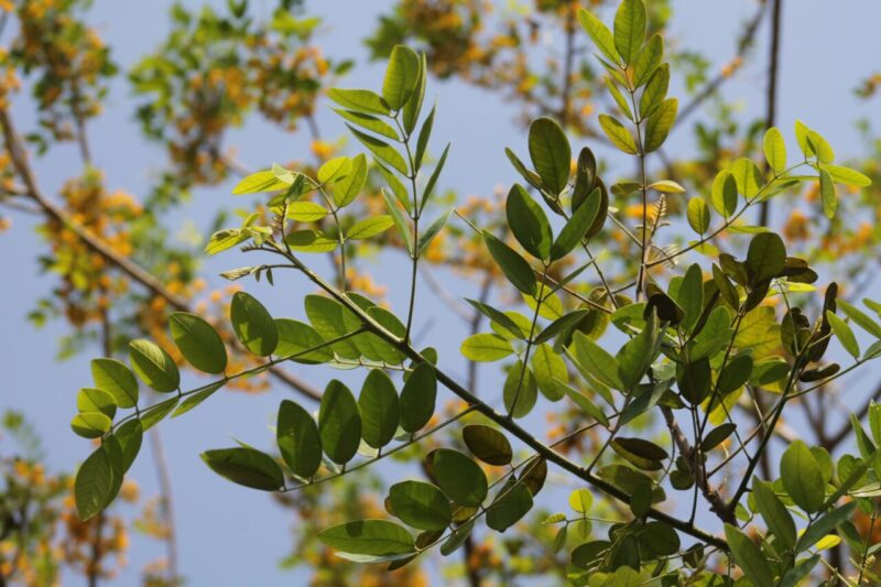 Vainillo – Catálogo de Biodiversidad de Cartagena