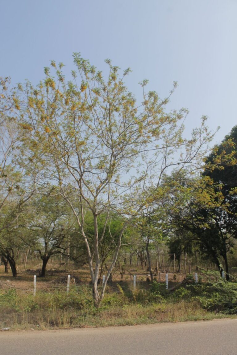 Vainillo – Catálogo de Biodiversidad de Cartagena